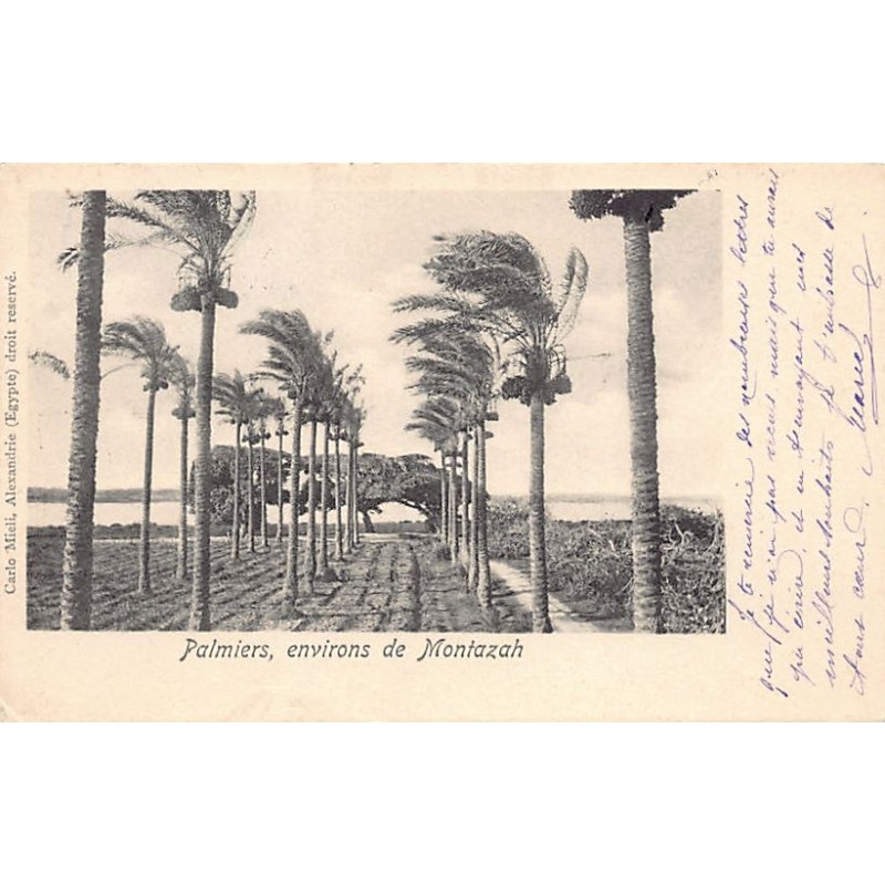 Rare collectable postcards of EGYPT. Vintage Postcards of EGYPT